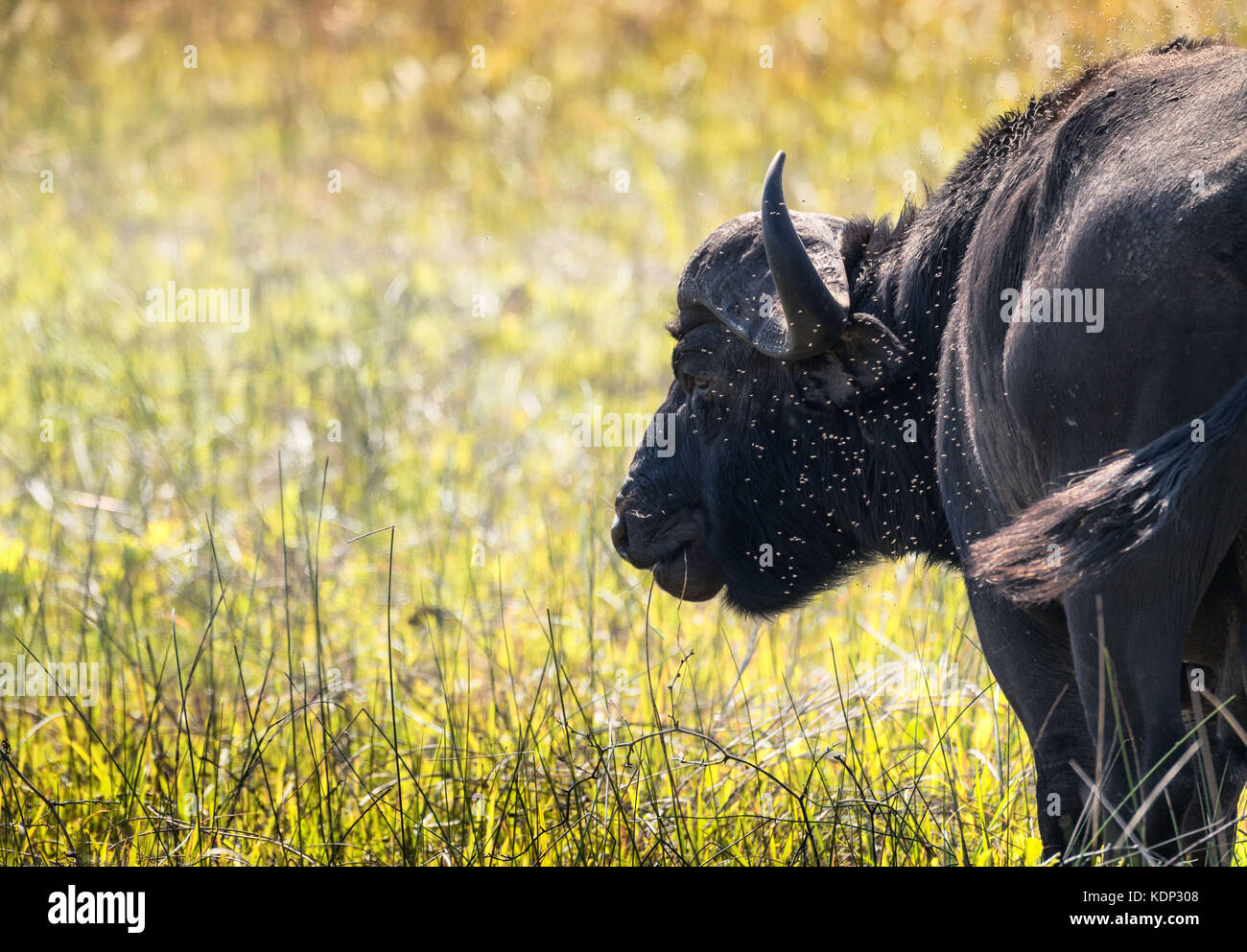 Detailed closeup of a lone water buffalo being pestered by flies ...