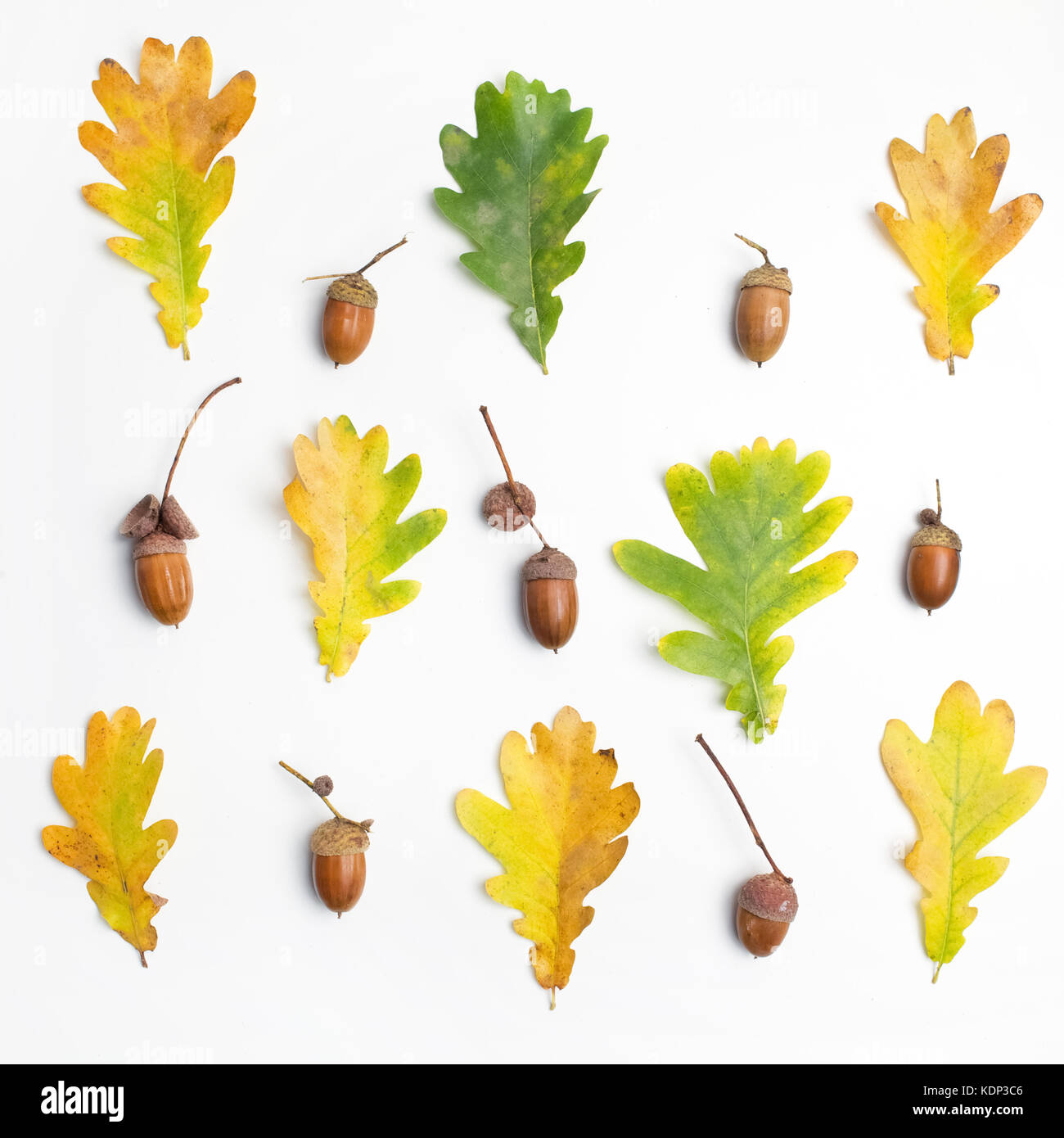 Oak branches with leaves and acorns on white background. Flat lay, top view Stock Photo - Alamy