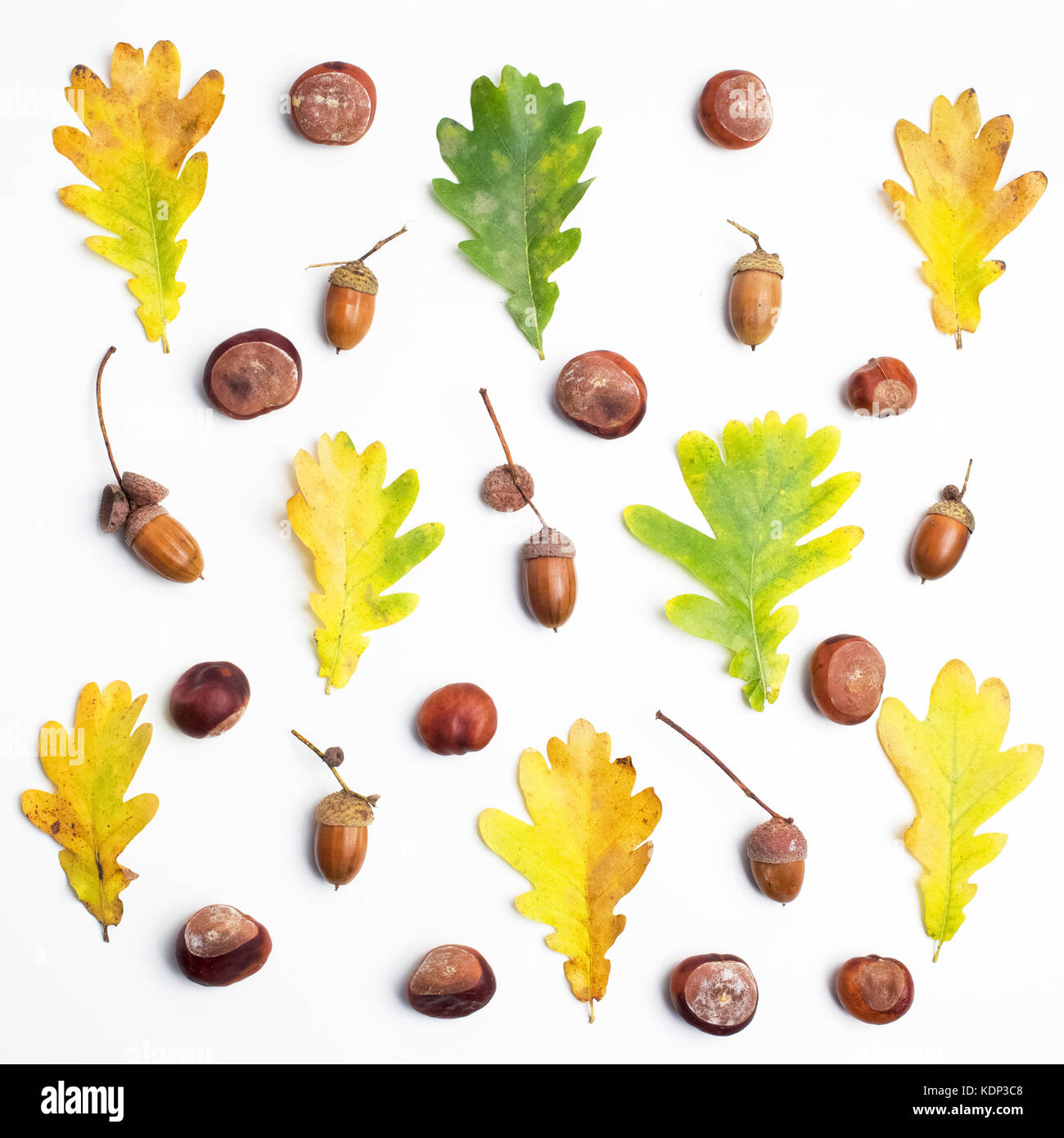 Oak branches with leaves and acorns on white background. Flat lay, top ...