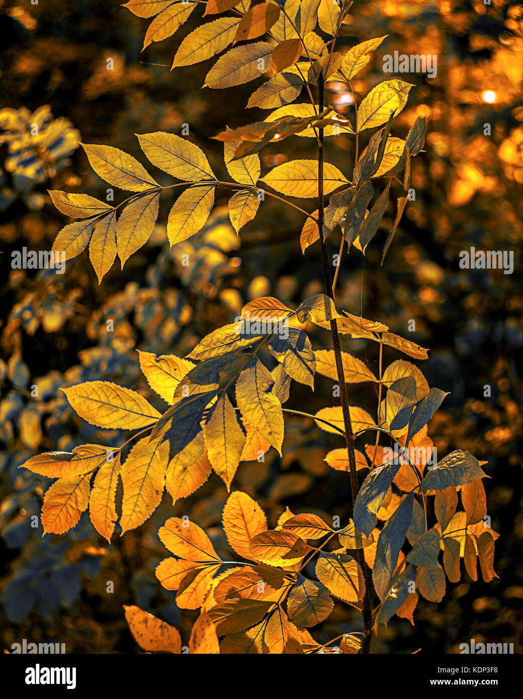 Autumn leaves background. Beautiful autumn in nature. Colorful autumnal ...