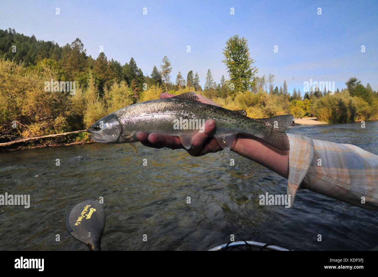 A small steelhead caught and released on the beautiful Trinity River ...