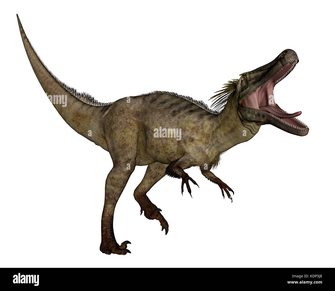 Austroraptor dinosaur roaring isolated in white background -3D render ...