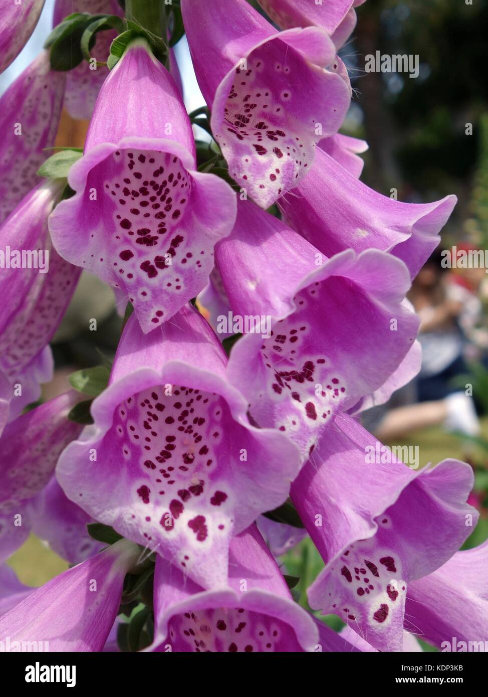 Bright pink foxgloves hi-res stock photography and images - Alamy