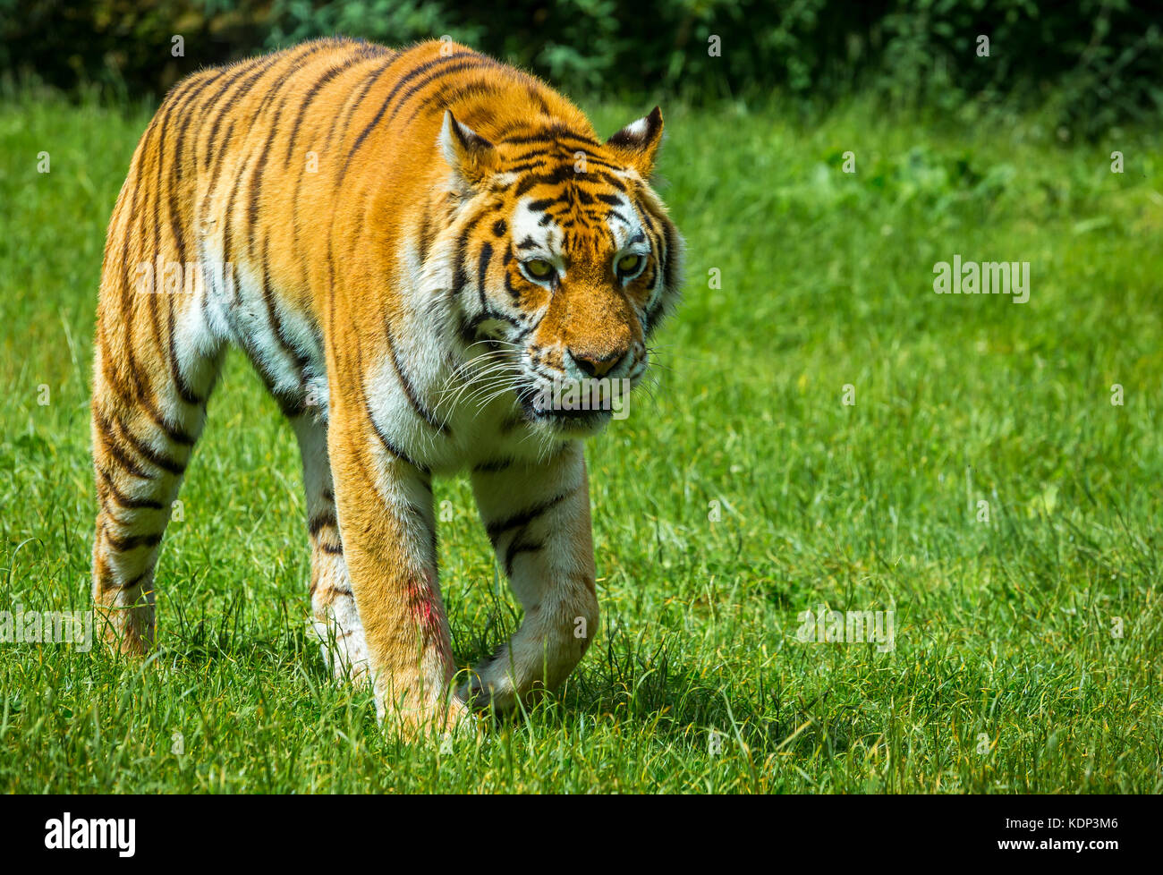 Prowling Tiger in Longleat Safari Park Stock Photo - Alamy