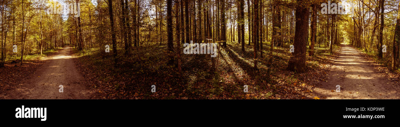 Forest path panorama Stock Photo - Alamy