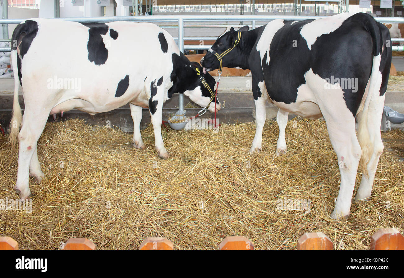 Two cows standing on hay in farm house Stock Photo - Alamy
