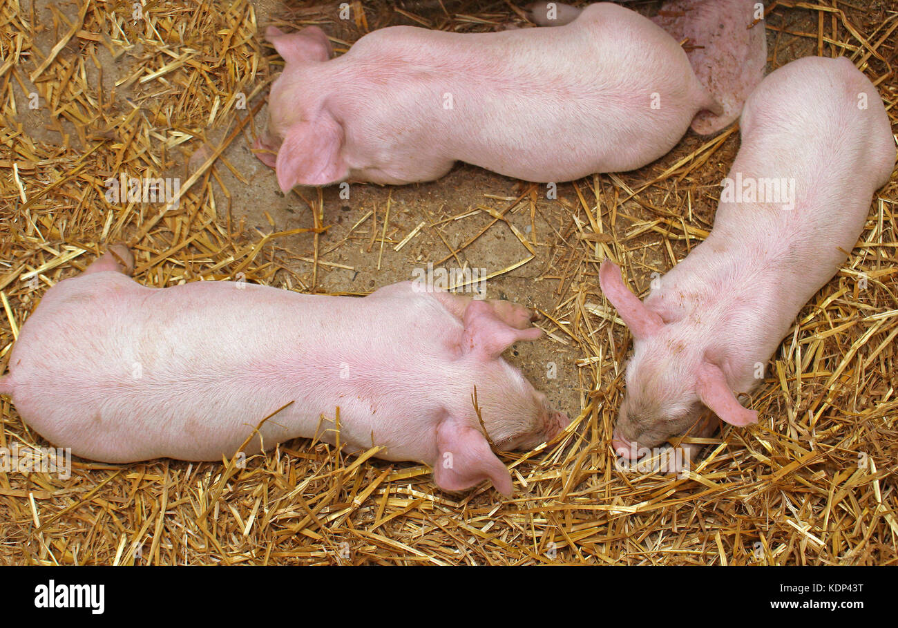 Three small piglets laying on hay inside barn Stock Photo - Alamy