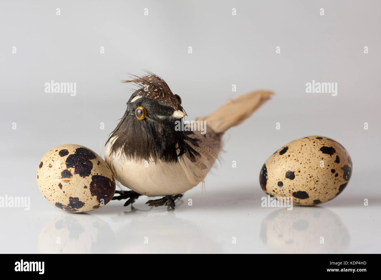 Partridge eggs with the false bird Stock Photo - Alamy