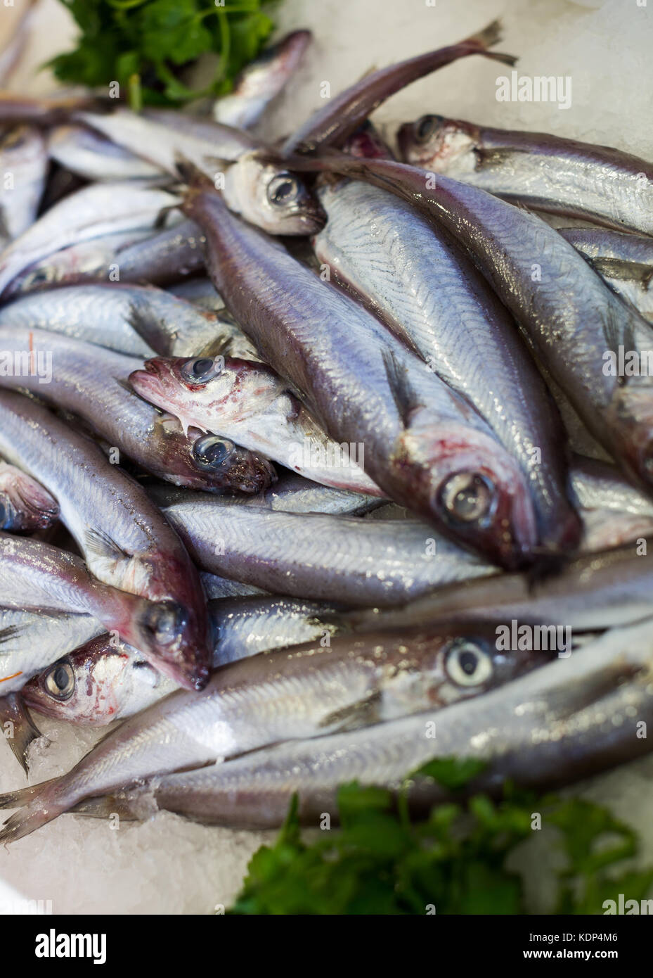 pile of fresh sprat fishes laying on the ice on the market Stock Photo ...