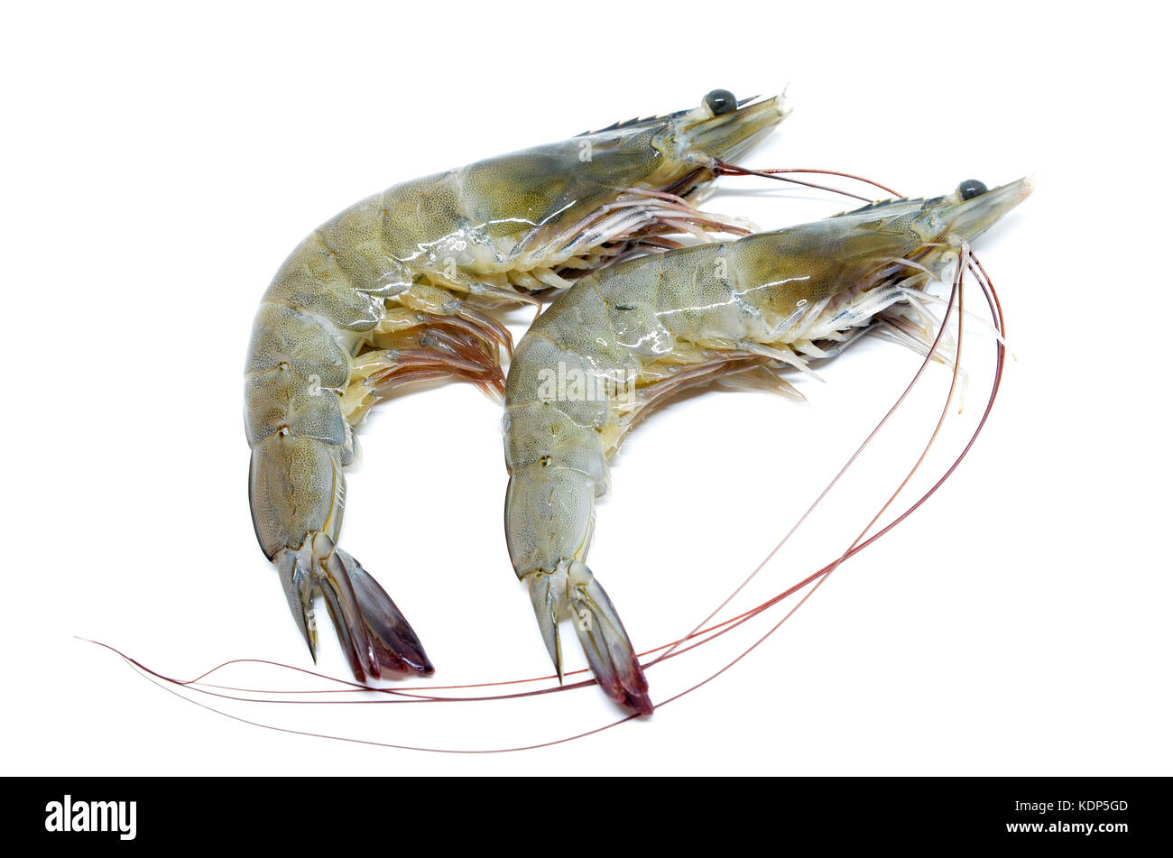Fresh raw prawns isolated on white background Stock Photo - Alamy