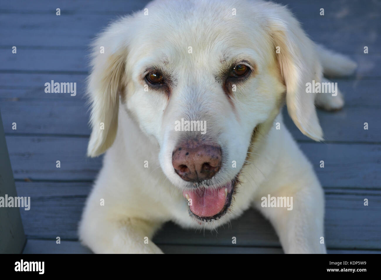 Dog Looking Up to Owner Stock Photo - Alamy