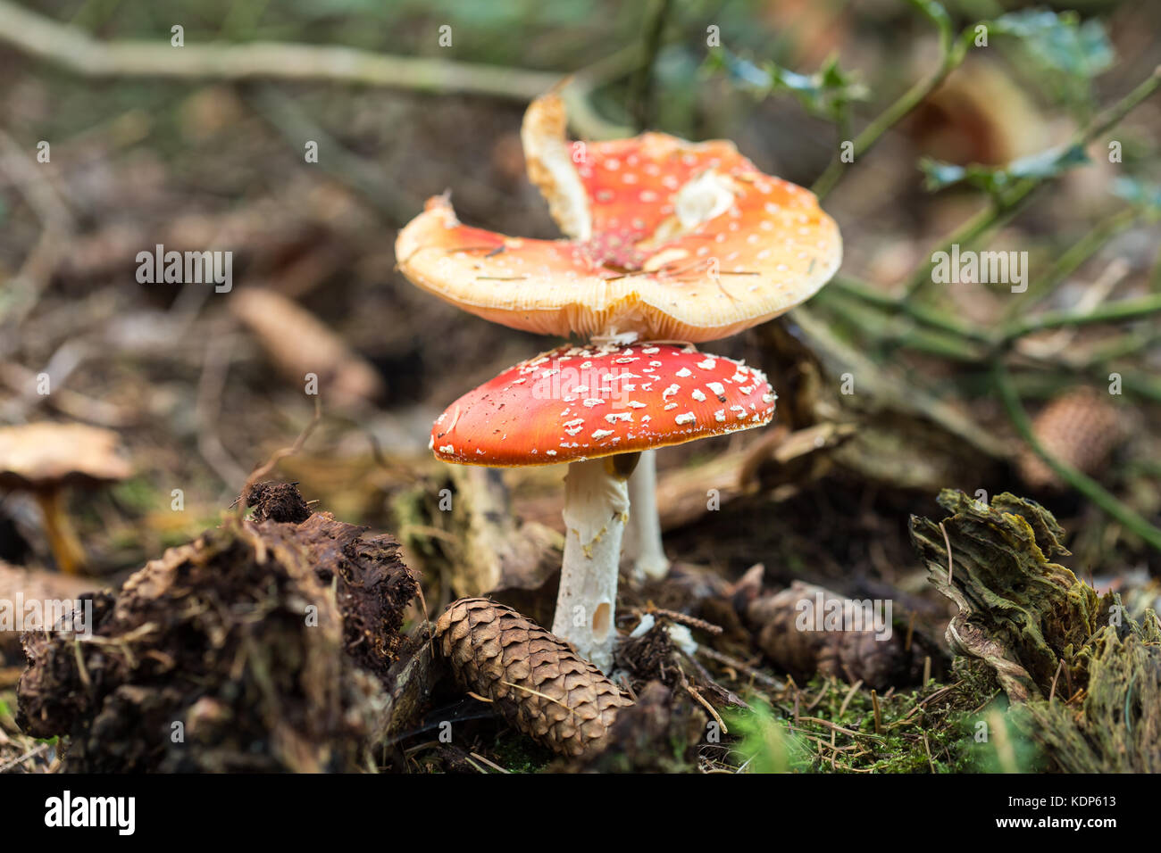Toadstool in forest Stock Photo - Alamy