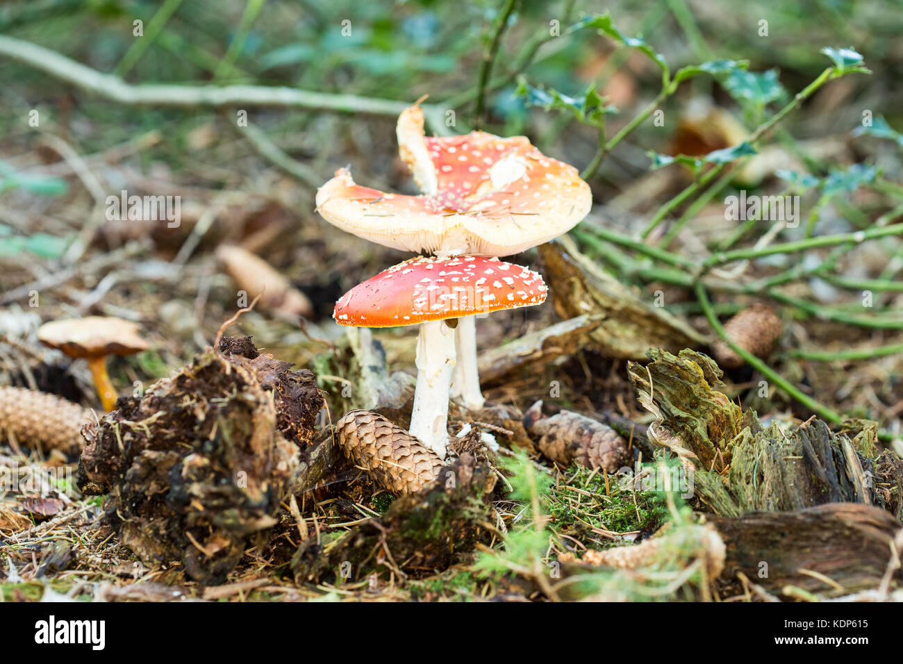 Toadstool in forest Stock Photo - Alamy