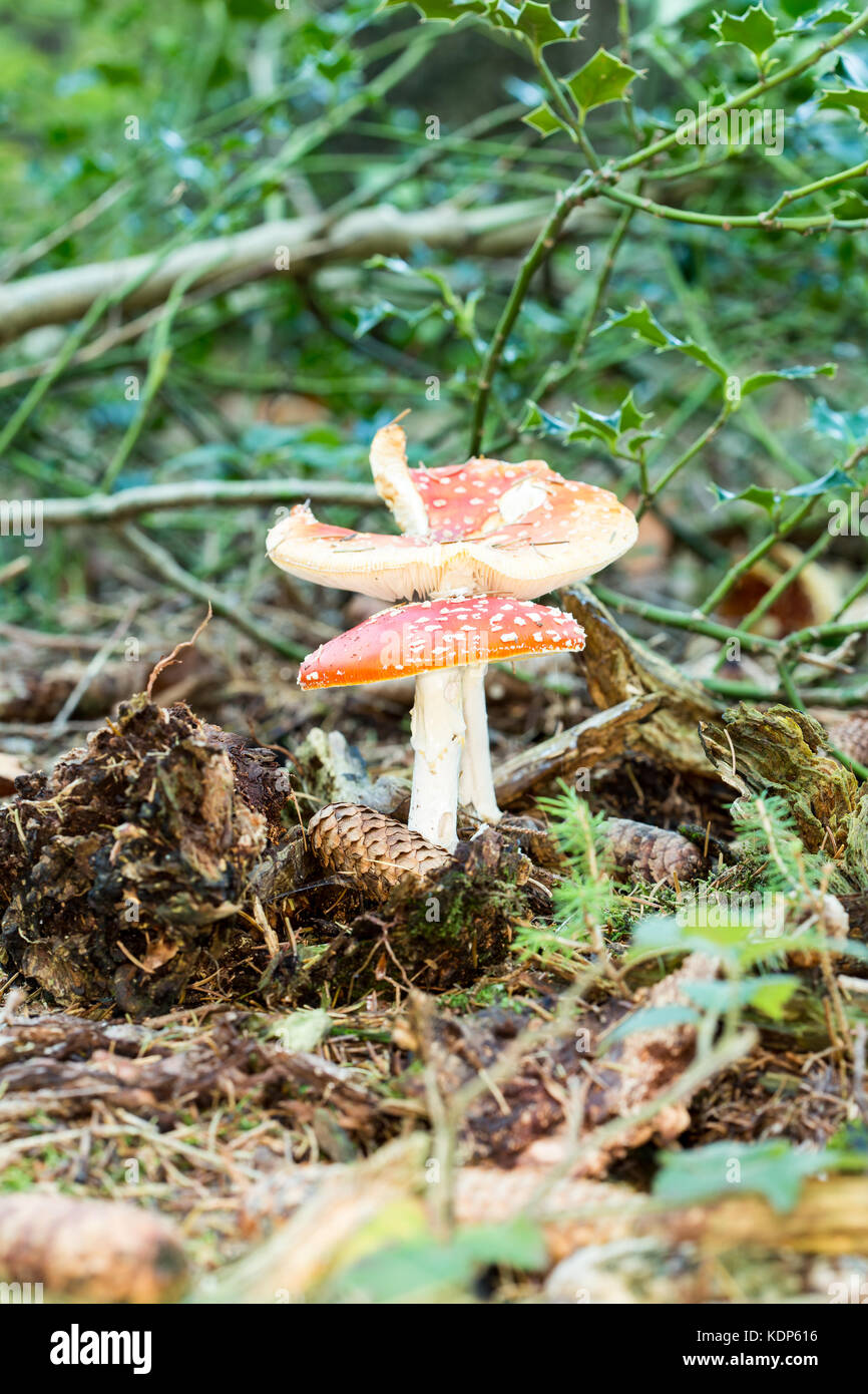Toadstool in forest Stock Photo - Alamy