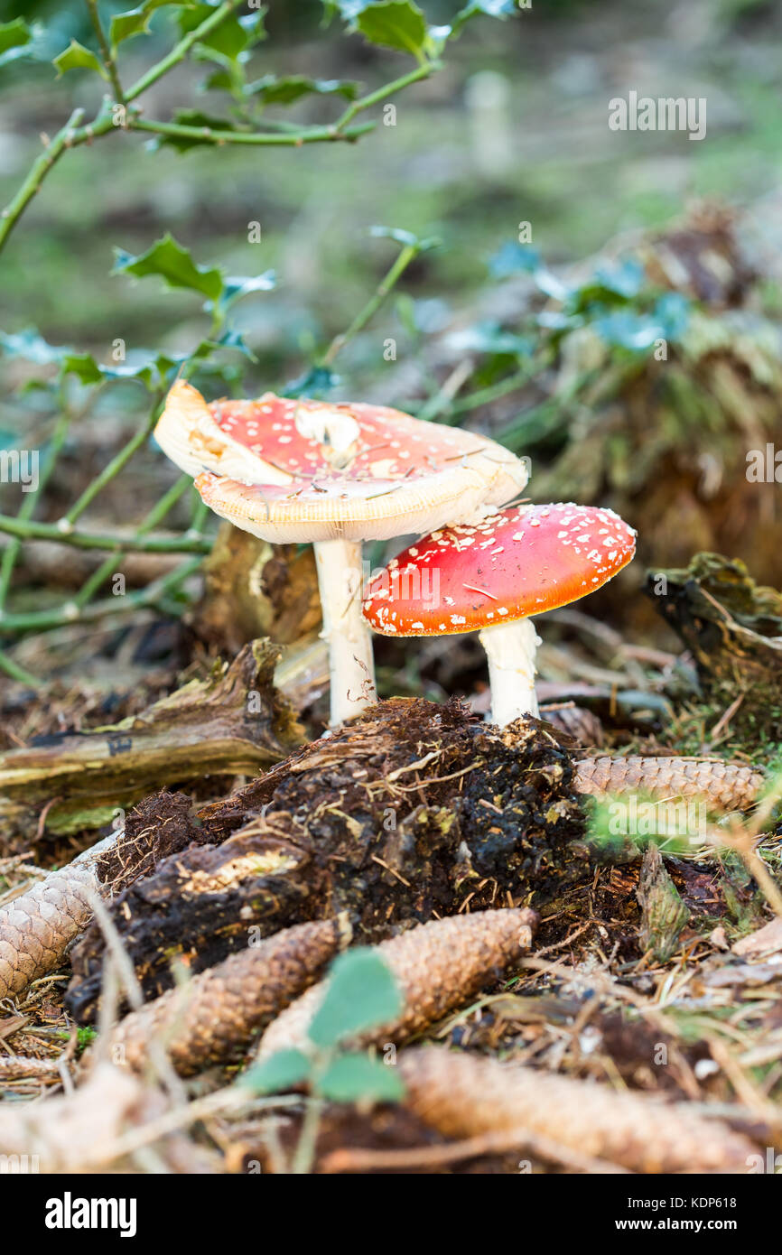 Toadstool in forest Stock Photo - Alamy