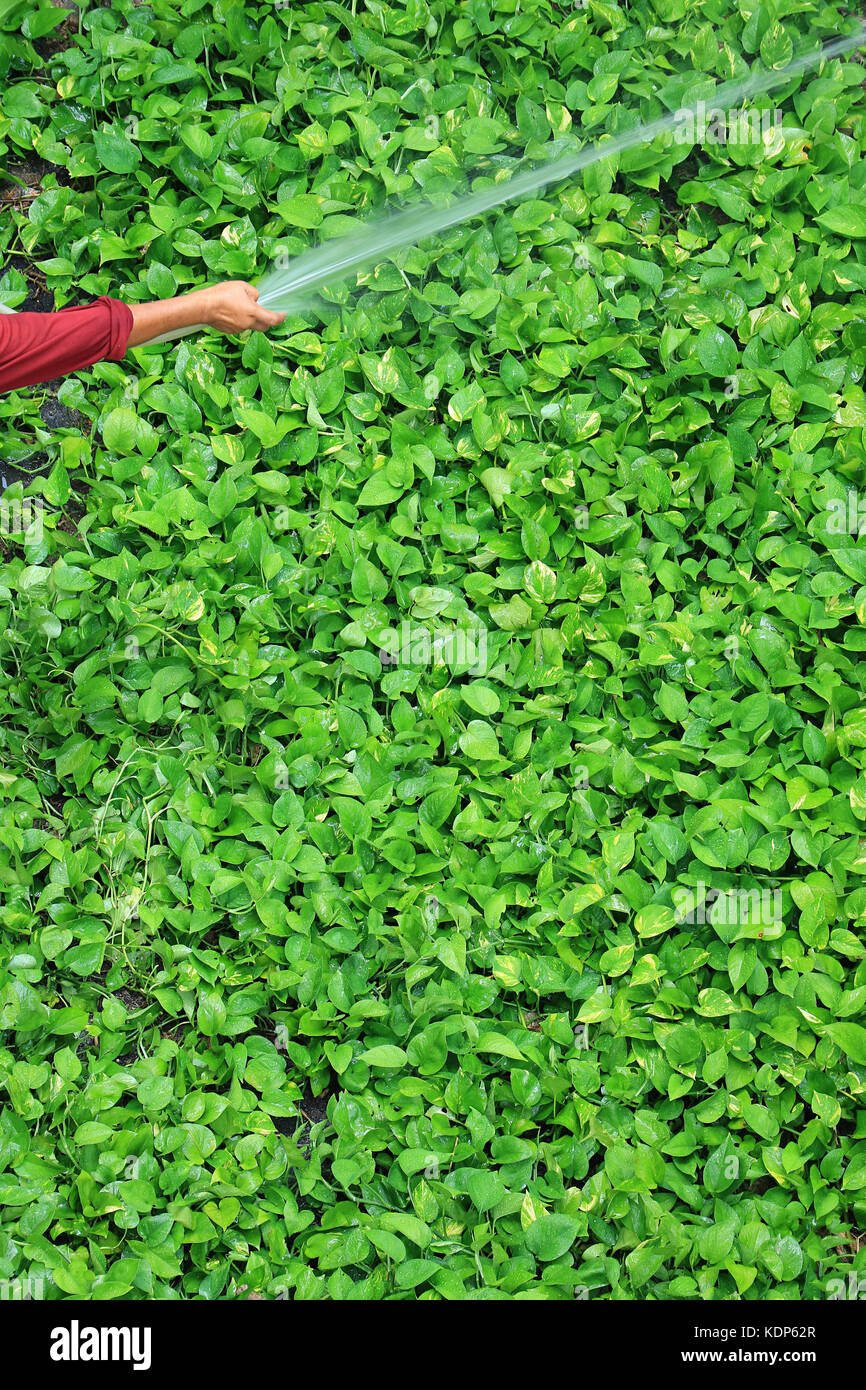 Gardener's hand watering bright green devil's ivy plants with spray ...
