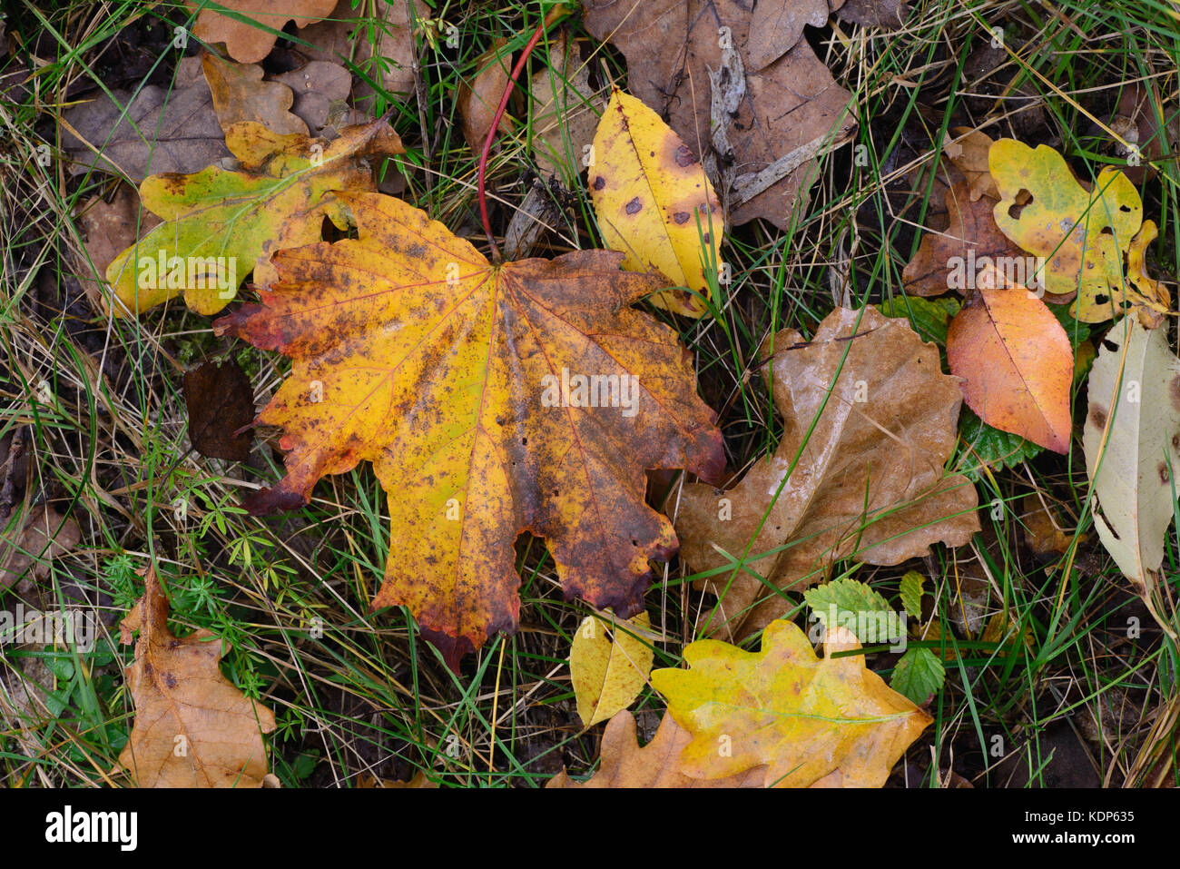 multicolored fall leaves on ground Stock Photo - Alamy