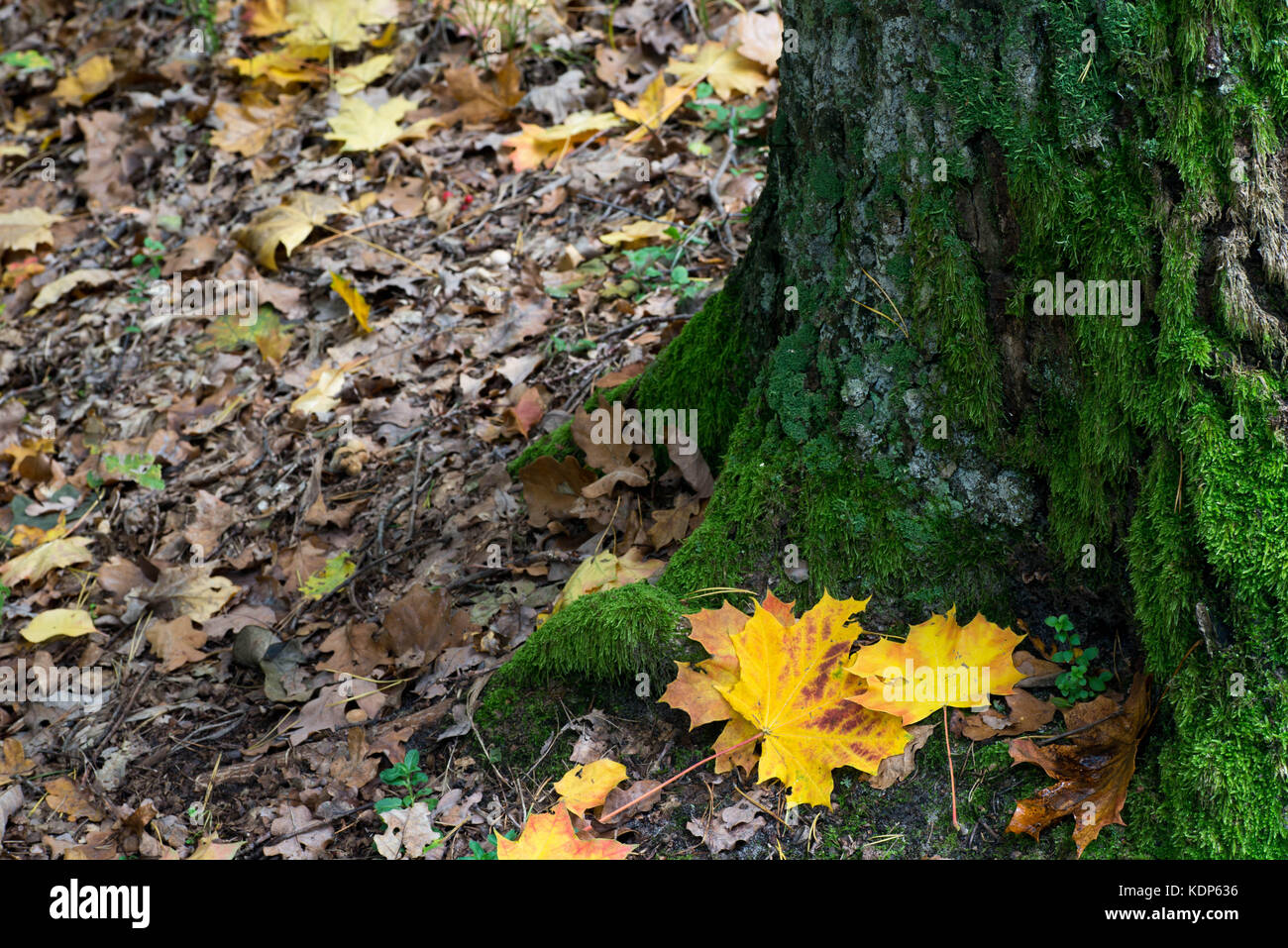 Fall leaves on ground hi-res stock photography and images - Alamy