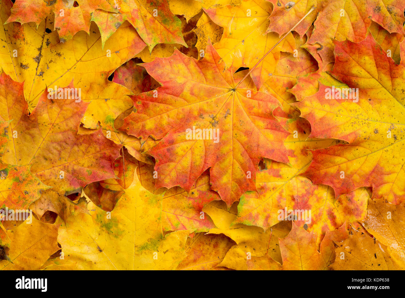 colorful fallen maple leaves background texture Stock Photo - Alamy