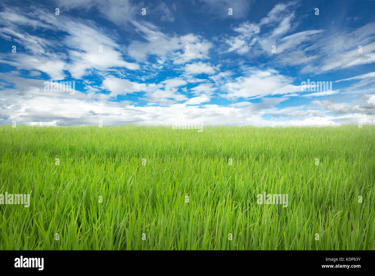 Lawn with sky Stock Photo - Alamy