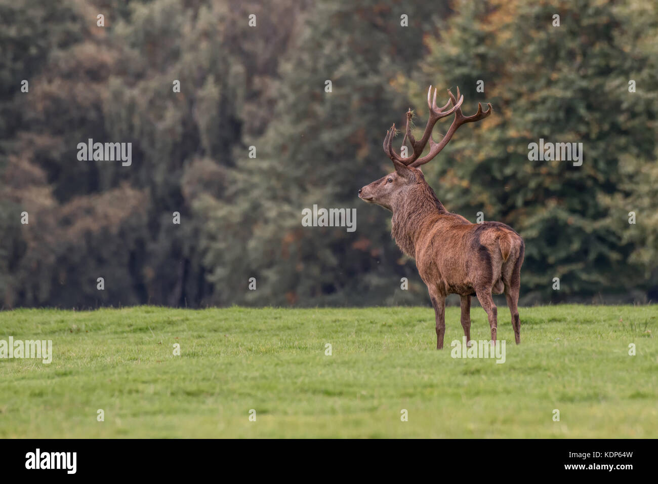 A red deer stag standing proud at a slight angle facing left on grass ...