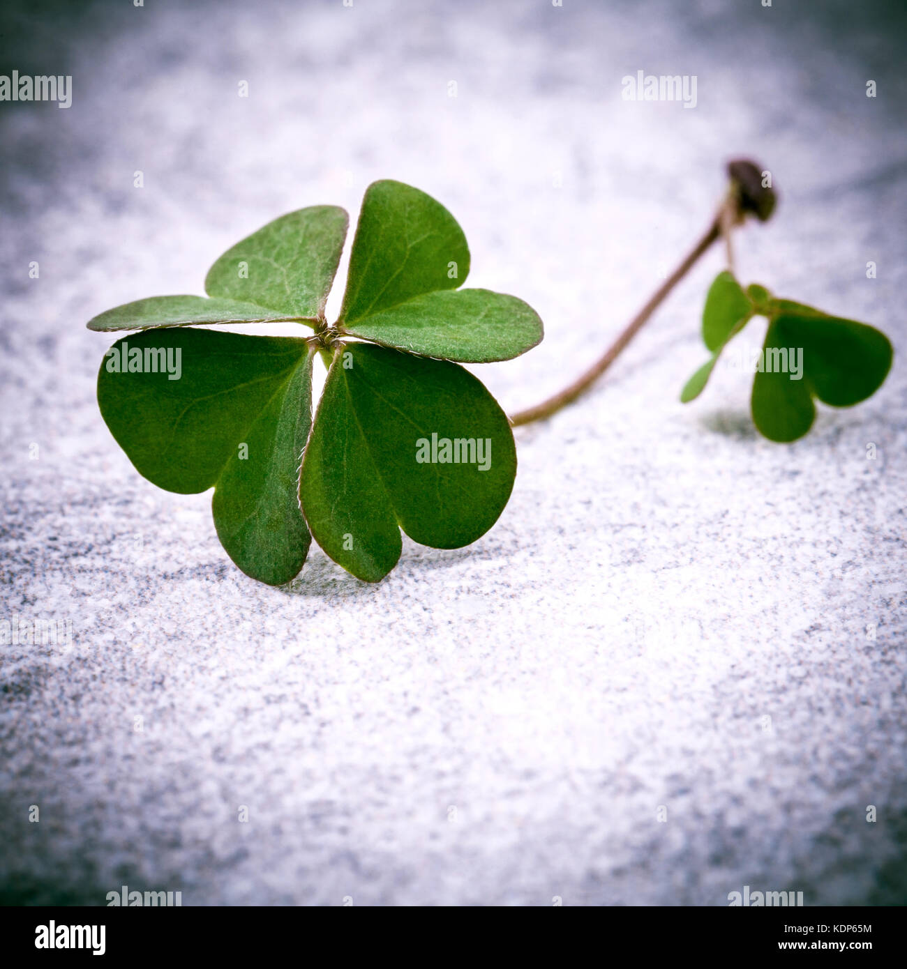 Clovers leaves on Stone .The symbolic of Four Leaf Clover the first is ...