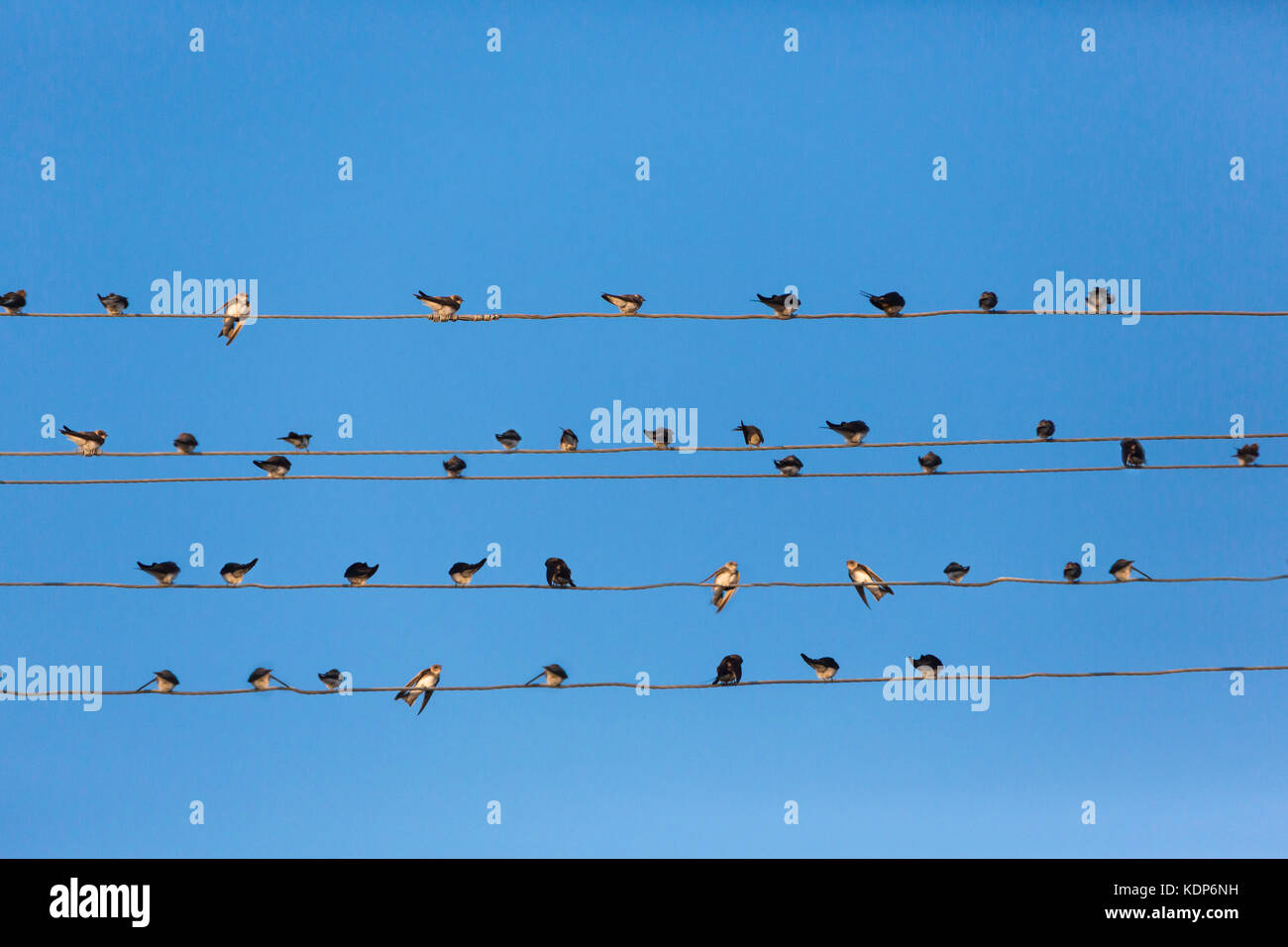 Birds are sitting on a wire Stock Photo - Alamy