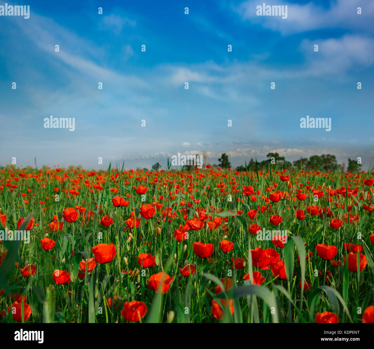 flower poppy nature meadow sun Stock Photo - Alamy