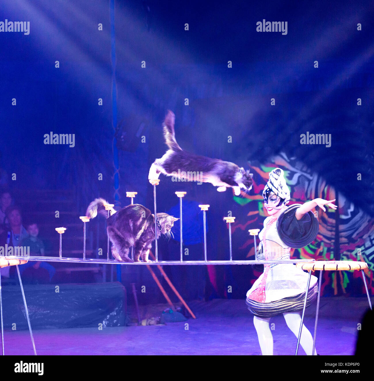 cat circu pet performance Stock Photo - Alamy