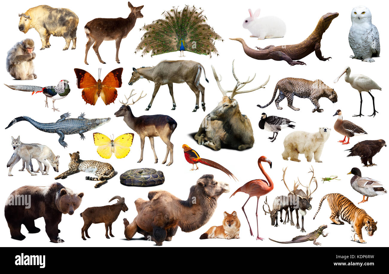 Set of various asian isolated wild animals including birds, mammals ...