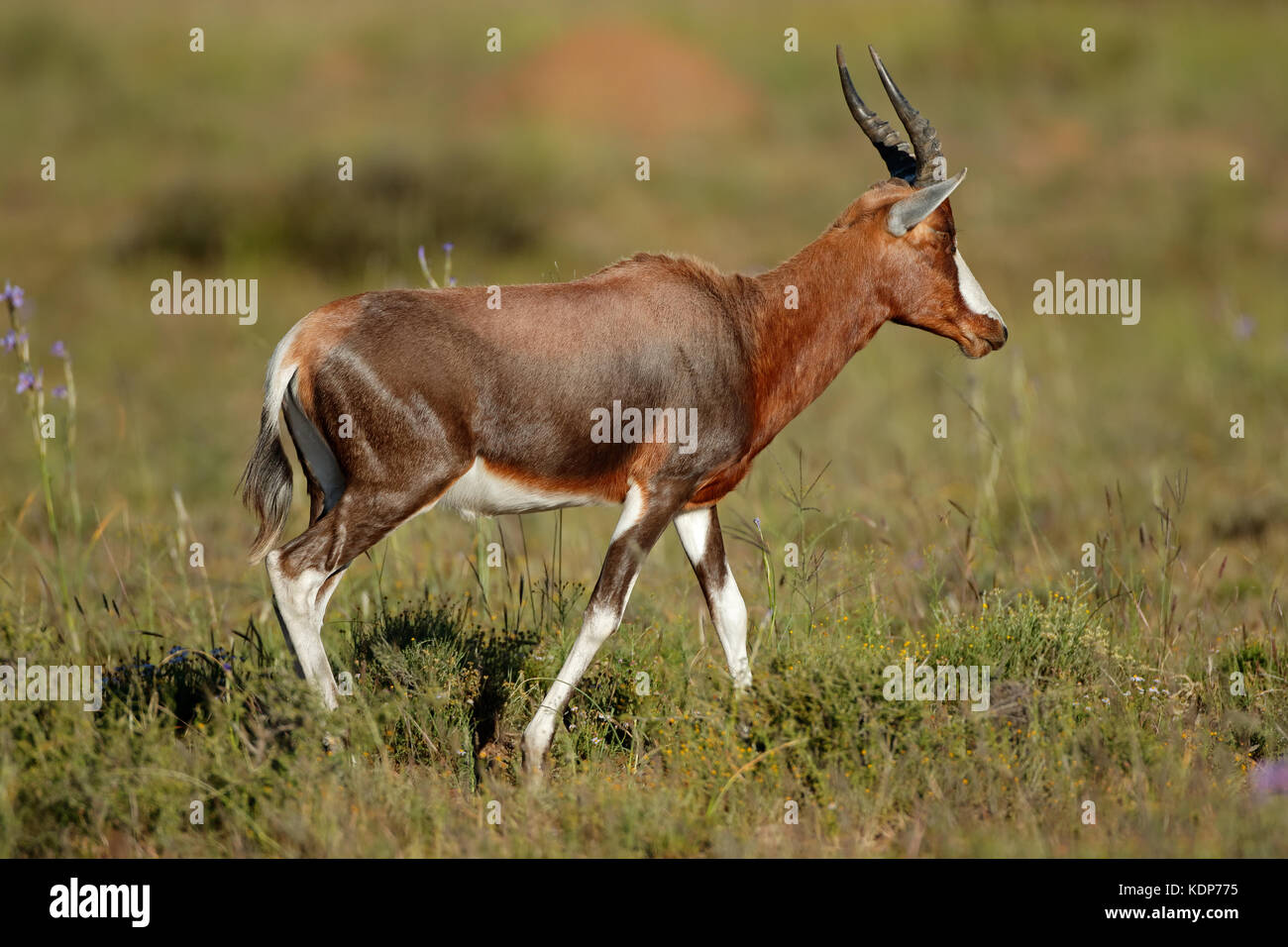 A blesbok antelope (Damaliscus pygargus) in natural habitat, South ...