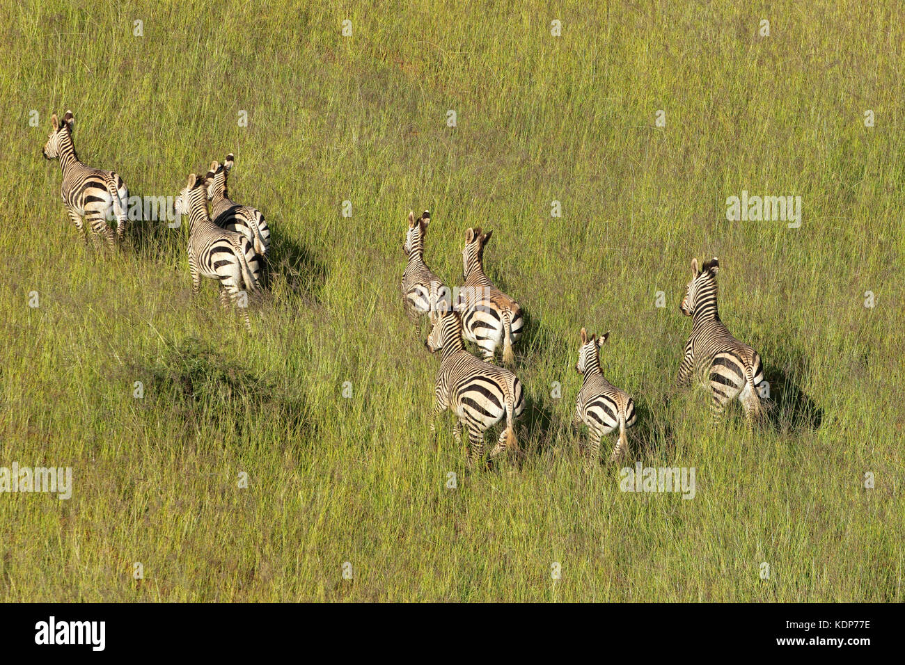 Aerial view of Hartmanns Mountain Zebras (Equus zebra hartmannae) in ...