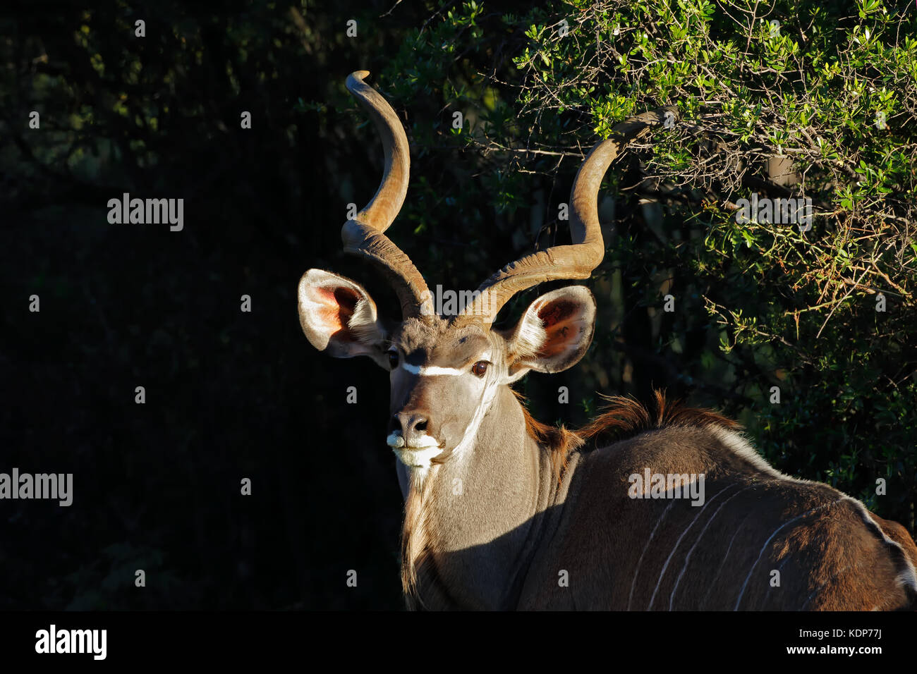 Big african antelope hi-res stock photography and images - Alamy