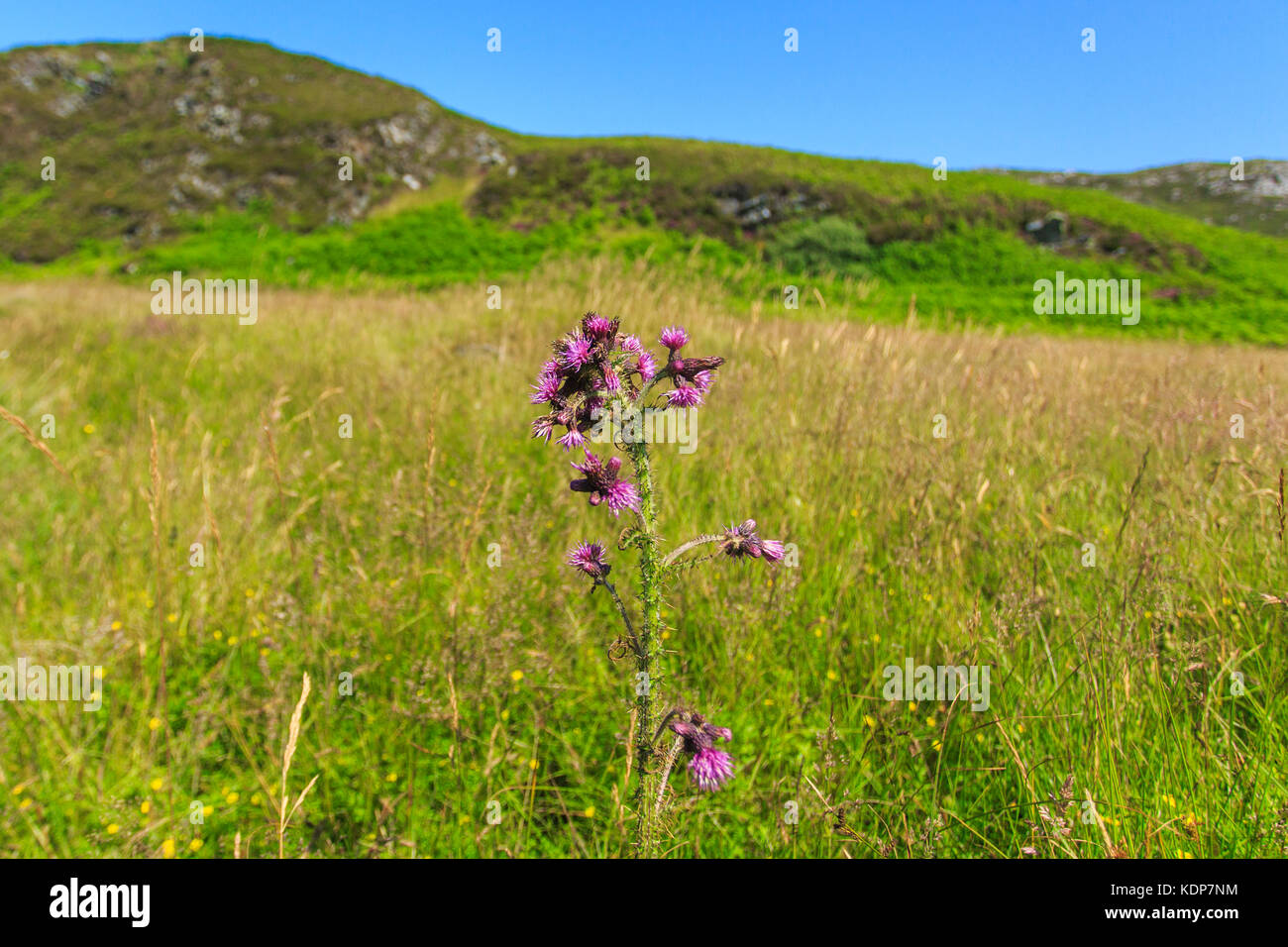 Thistle Highlands Scotland High Resolution Stock Photography and Images ...
