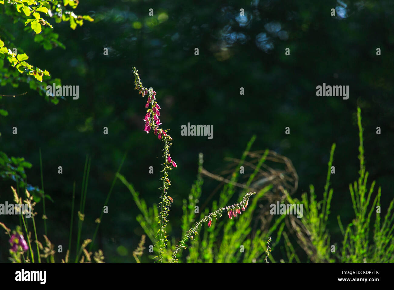 Wildflowers growing in the Scottish Highlands Stock Photo - Alamy
