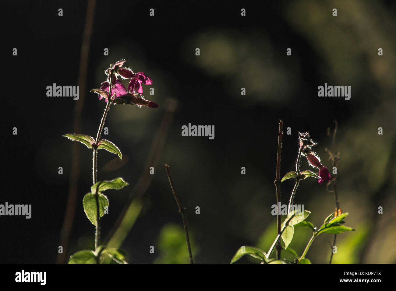 Wildflowers growing in the Scottish Highlands Stock Photo - Alamy
