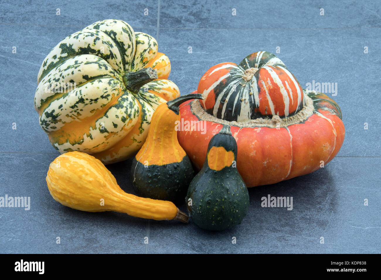 Two colourful squash and three gourds on a dark background Stock Photo ...