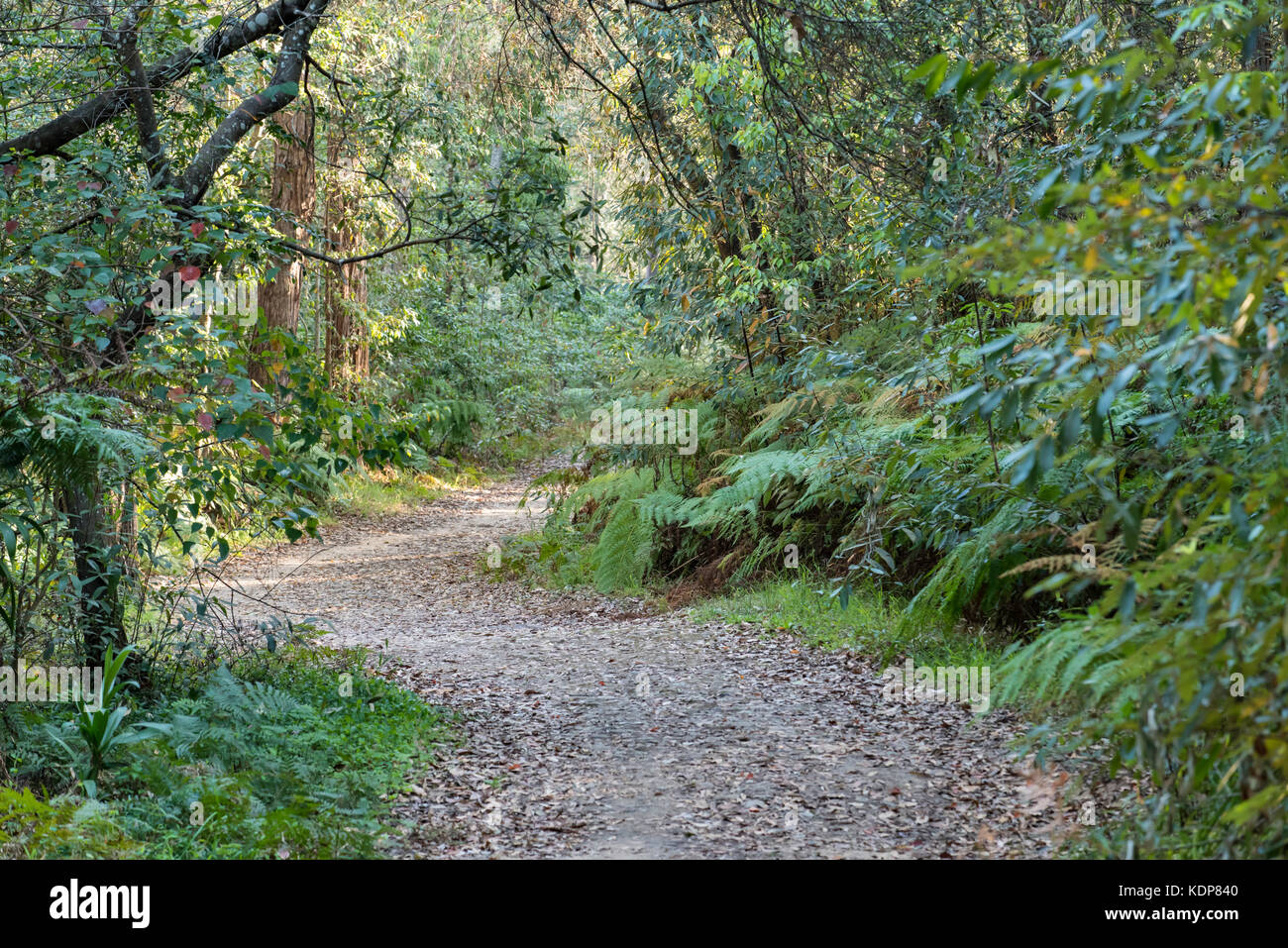 A fire trail bush track in northern Sydney bush land in New South Wales ...