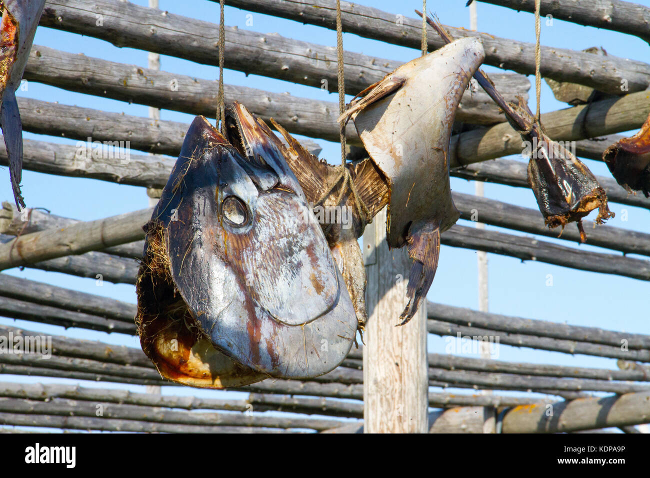 Drying fish in iceland hi-res stock photography and images - Alamy