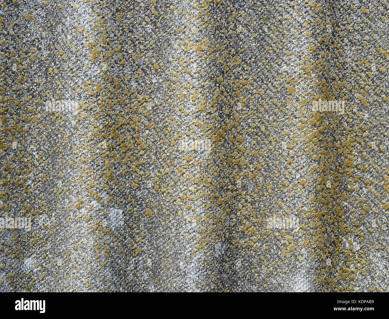 Lichen-covered old wavy slate background. Aged wavy slate with moss ...