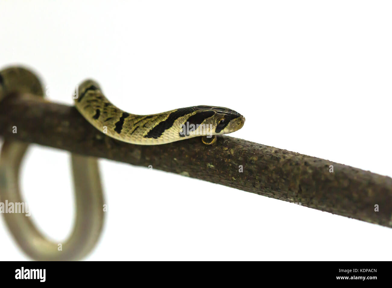 banded kukri snake (Oligodon fasciolatus) on a branch on white ...