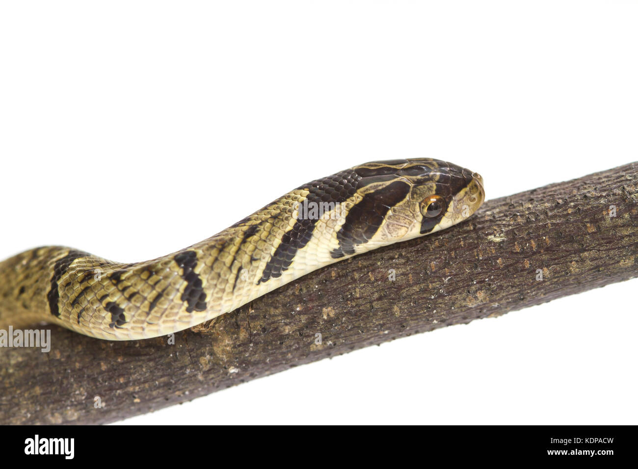 banded kukri snake (Oligodon fasciolatus) on a branch on white ...