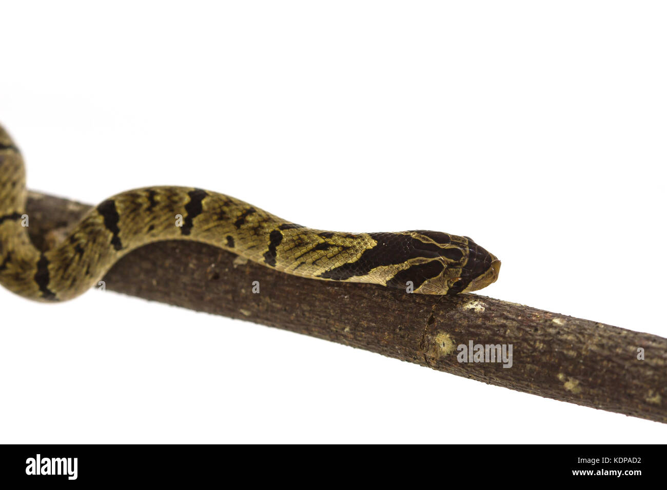 Kd Snake