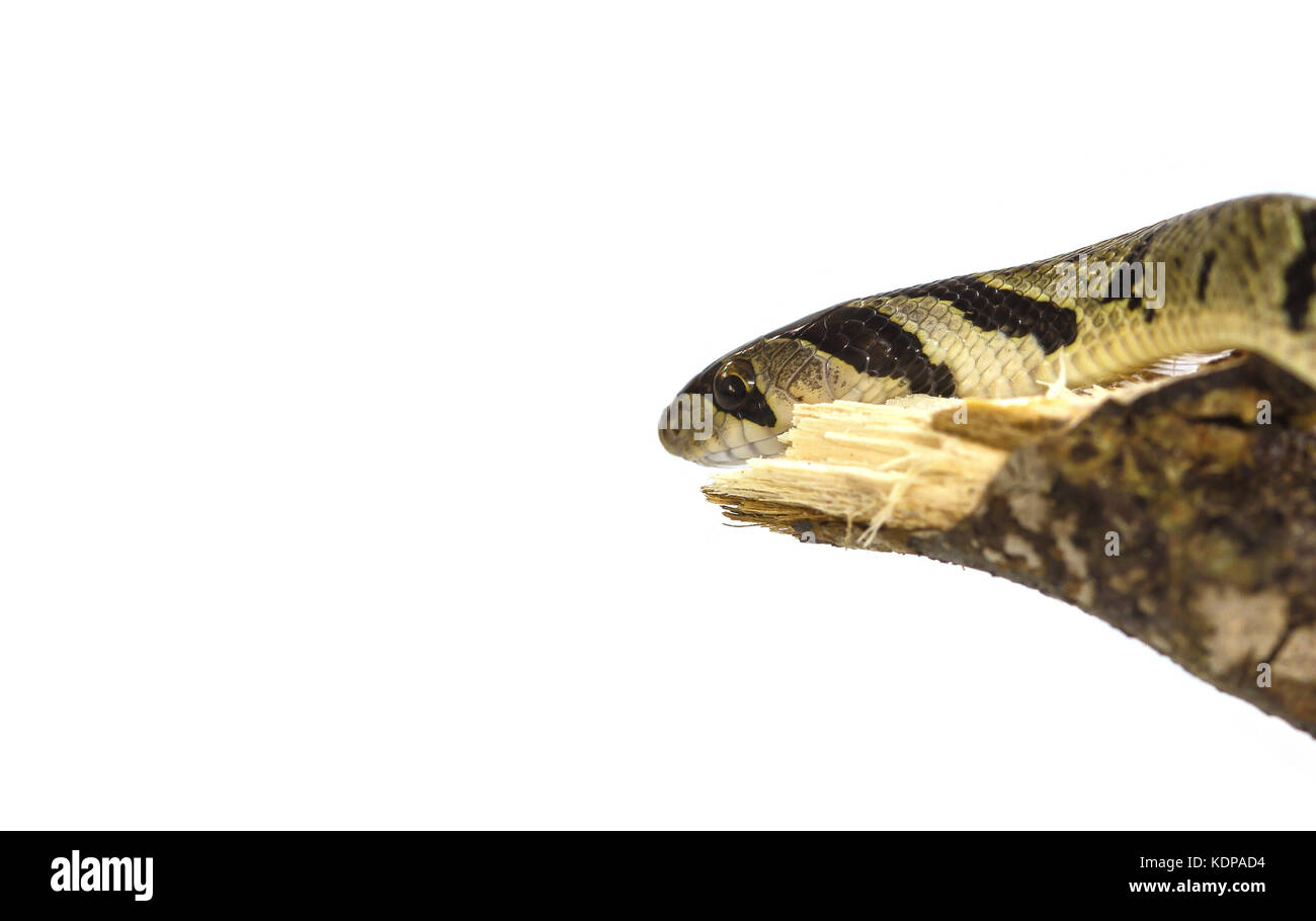 banded kukri snake (Oligodon fasciolatus) on a branch on white ...