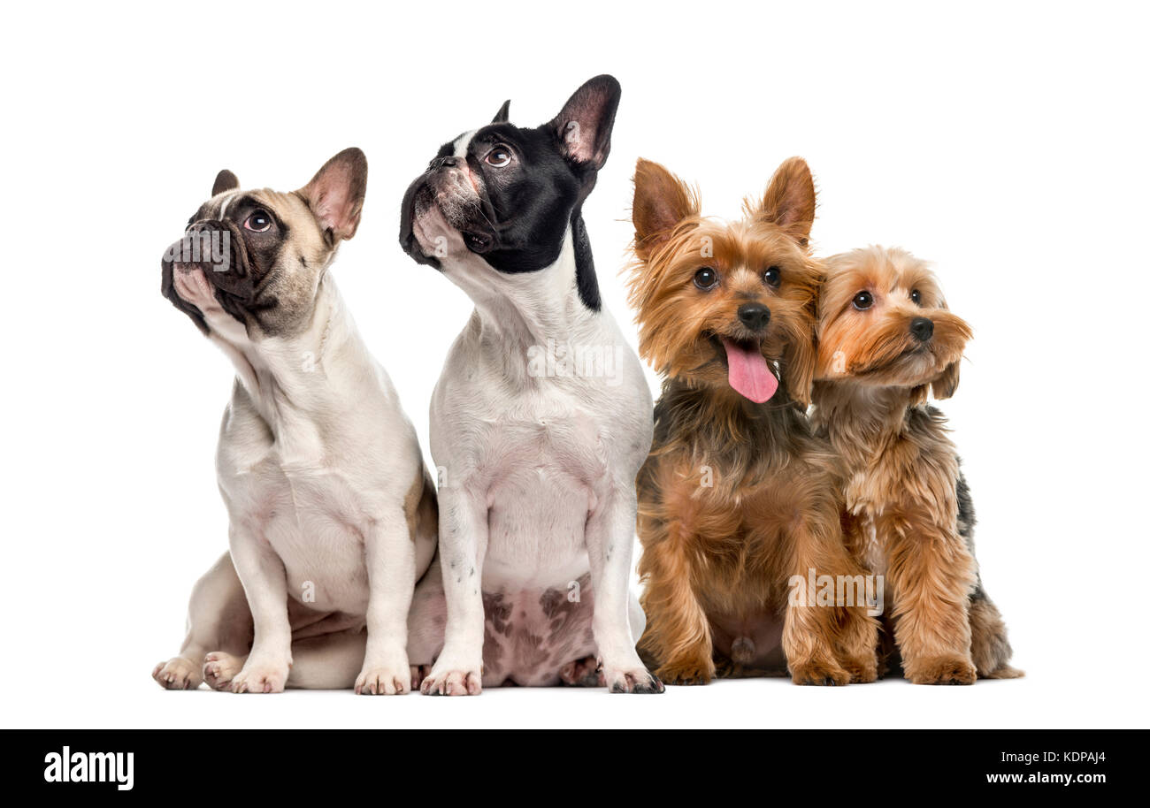 Group of dogs sitting and looking up, isolated on white Stock Photo - Alamy