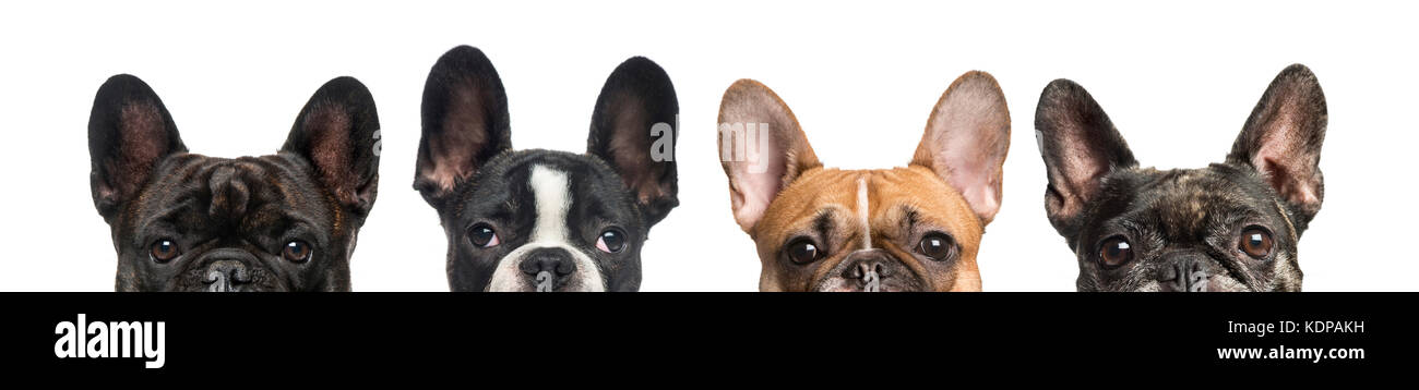 Close-up of upper heads of dogs, isolated on white Stock Photo - Alamy
