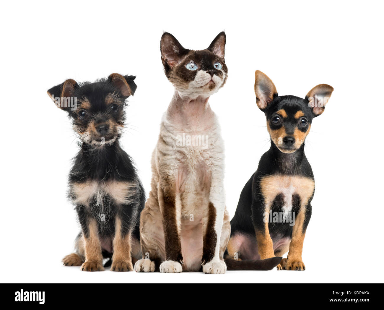 Group of dogs and cats hi-res stock photography and images - Alamy