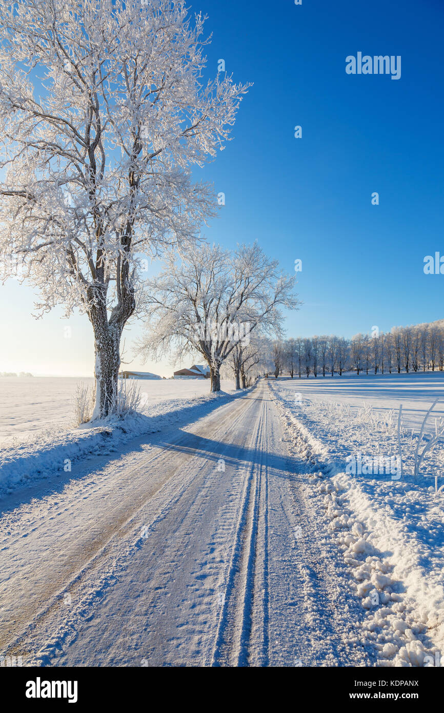 Winter road with a tree line in the countryside Stock Photo - Alamy