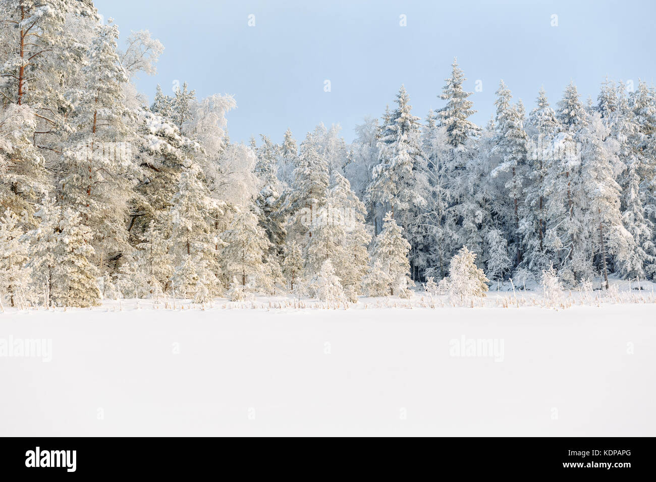 Taiga sweden snow hi-res stock photography and images - Alamy