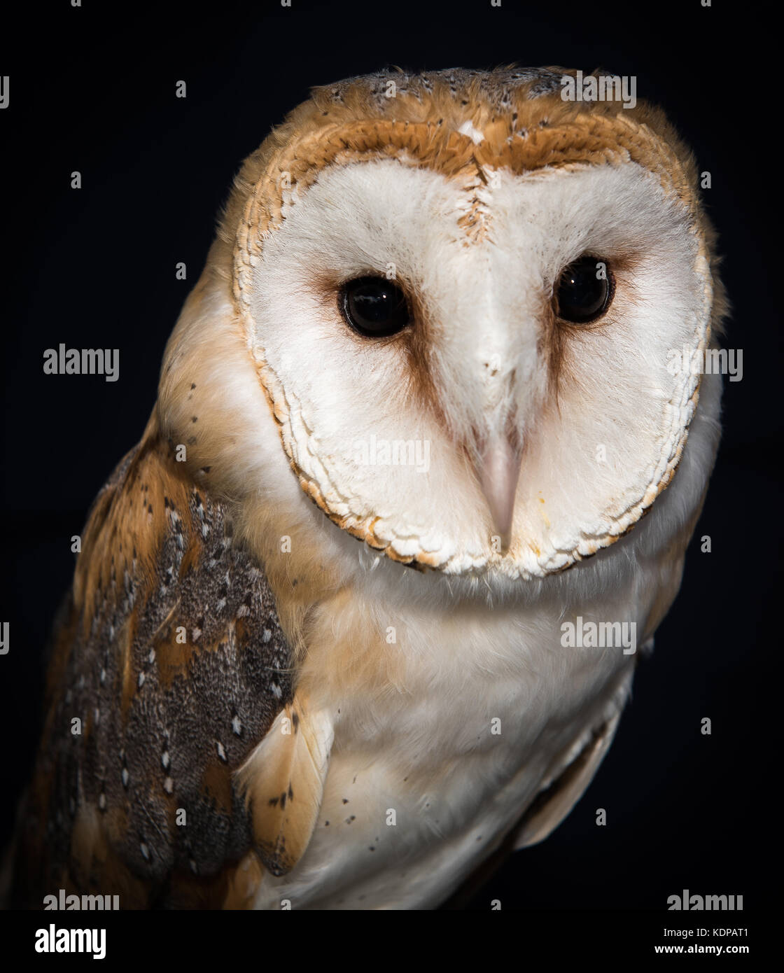Barn owl head hi-res stock photography and images - Alamy